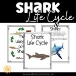 Shark Life Cycle Printables